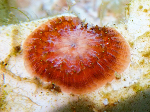 Science & Innovation for effective Restoration| Secore | SECORE