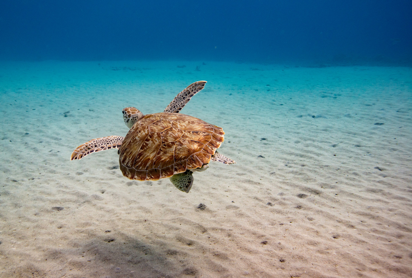 Support us in giving Coral Reefs a Future! | SECORE