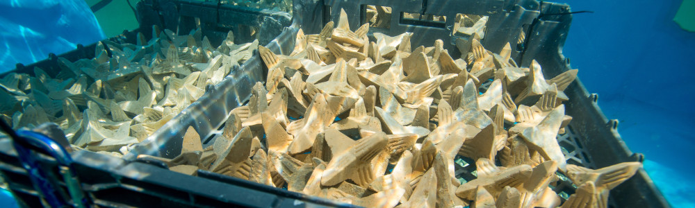 Coral seeding technology | SECORE's Technology | SECORE