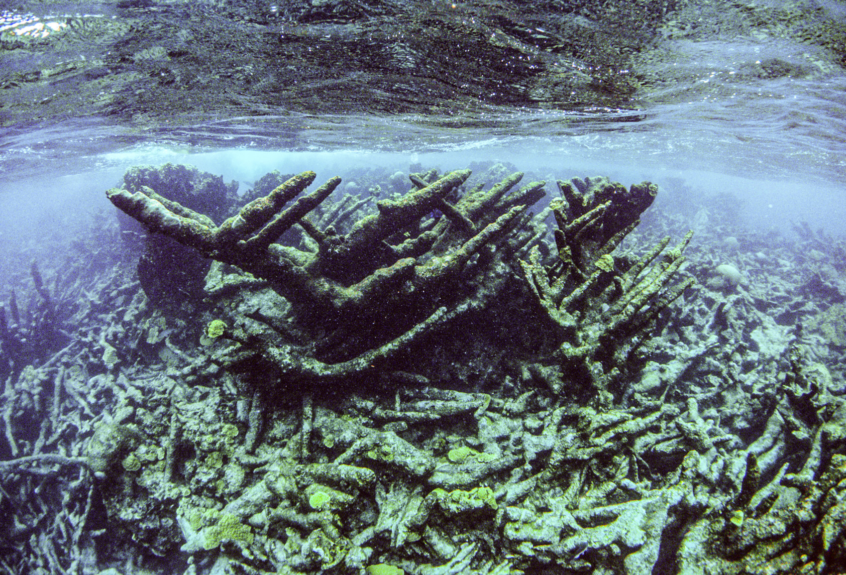 Corals are dying world wide | SECORE