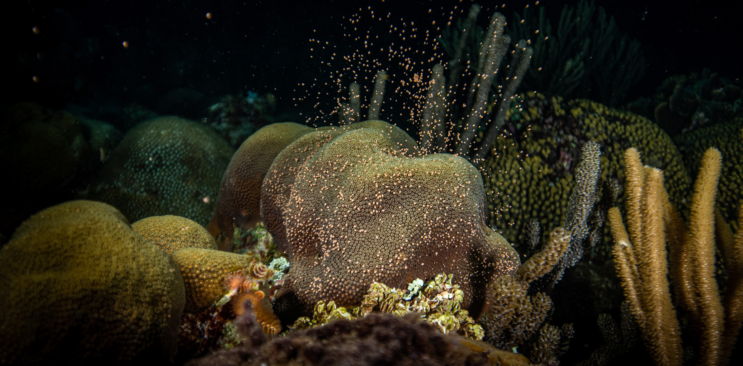 SECORE International - Global Coral Reef Restoration | SECORE