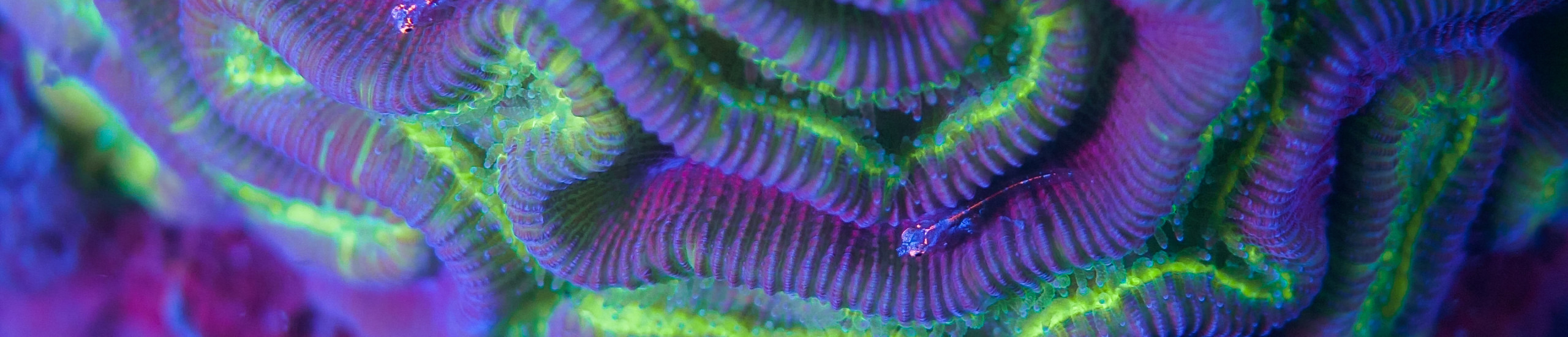 Science & Innovation for effective Restoration| Secore | SECORE