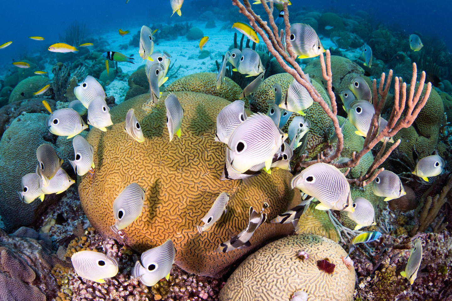 SECORE International Home | SECORE